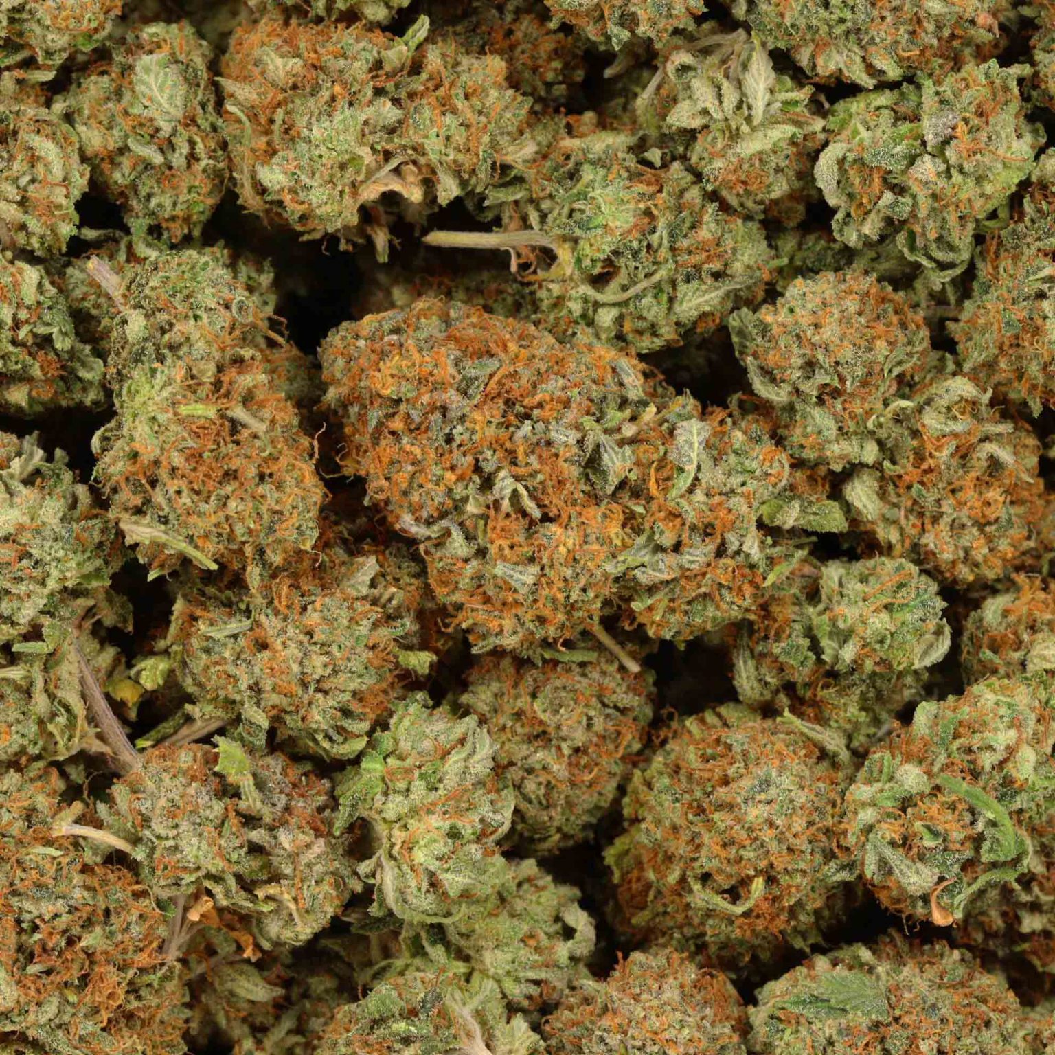 Buy Gas Mask Strain | Bulk Buddy | Online Dispensary Canada