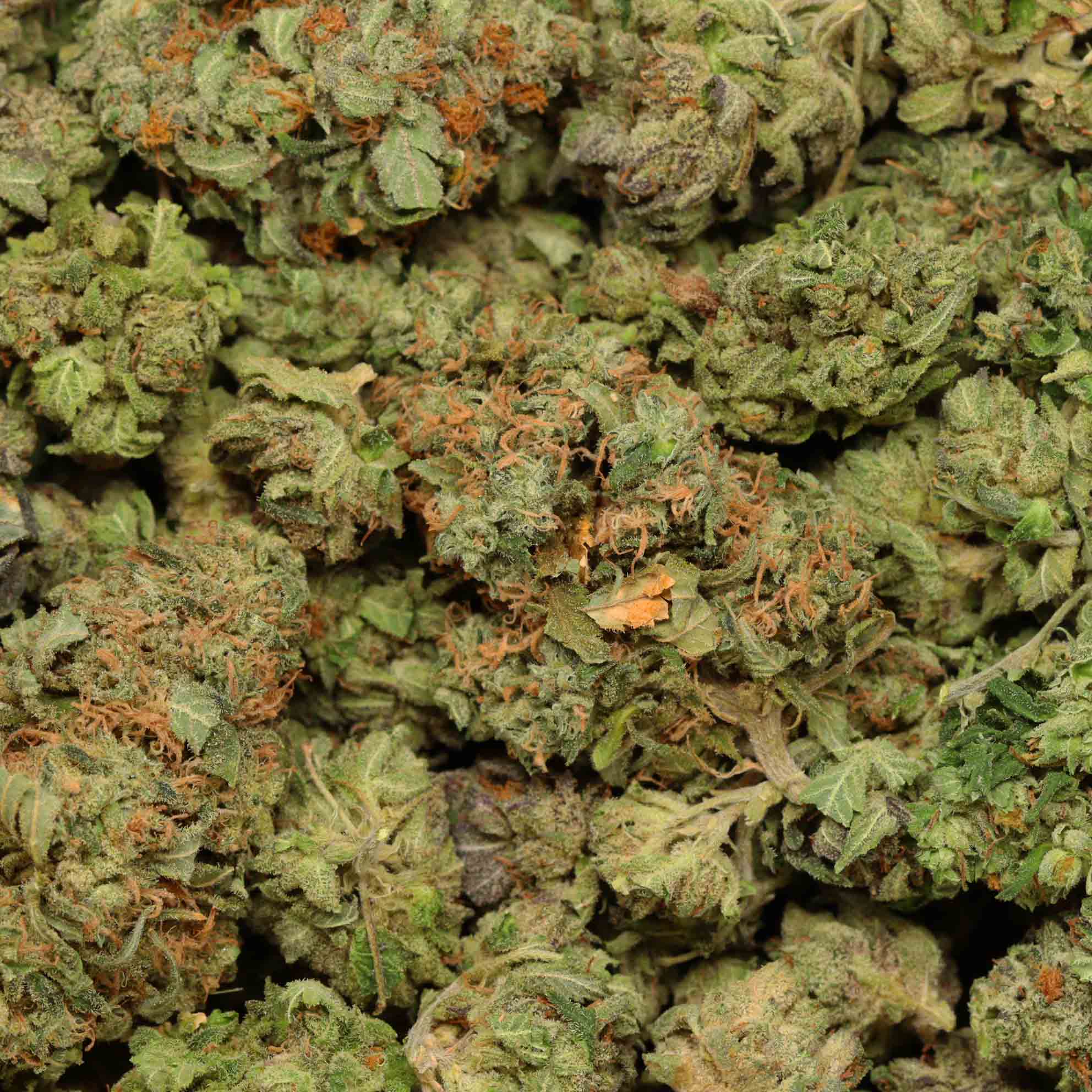 Pink Valley Kush | Buy Weed Online | Bulk Buddy Wholesale Bud