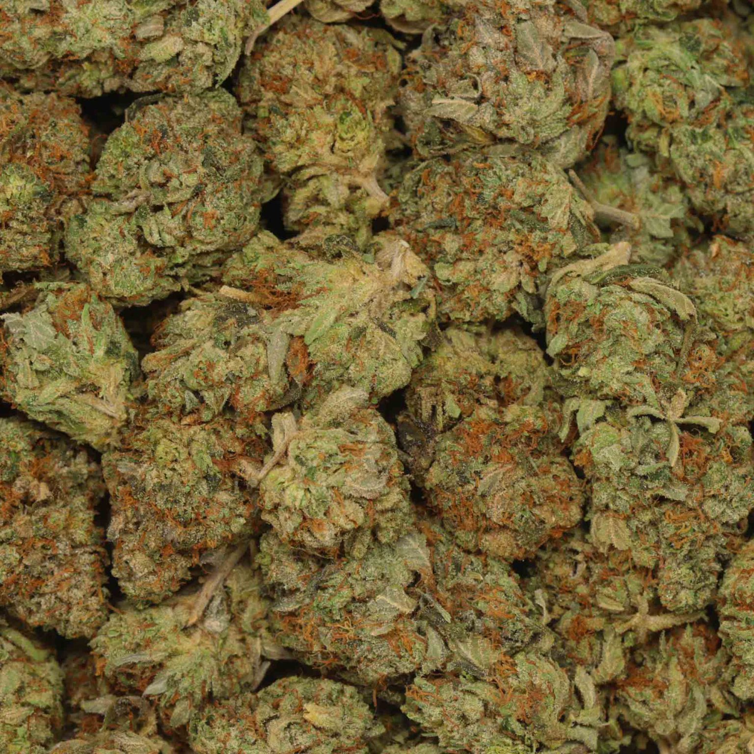 Pink Lindsay Strain Bulk Buddy Weed Online Dispensary Canada
