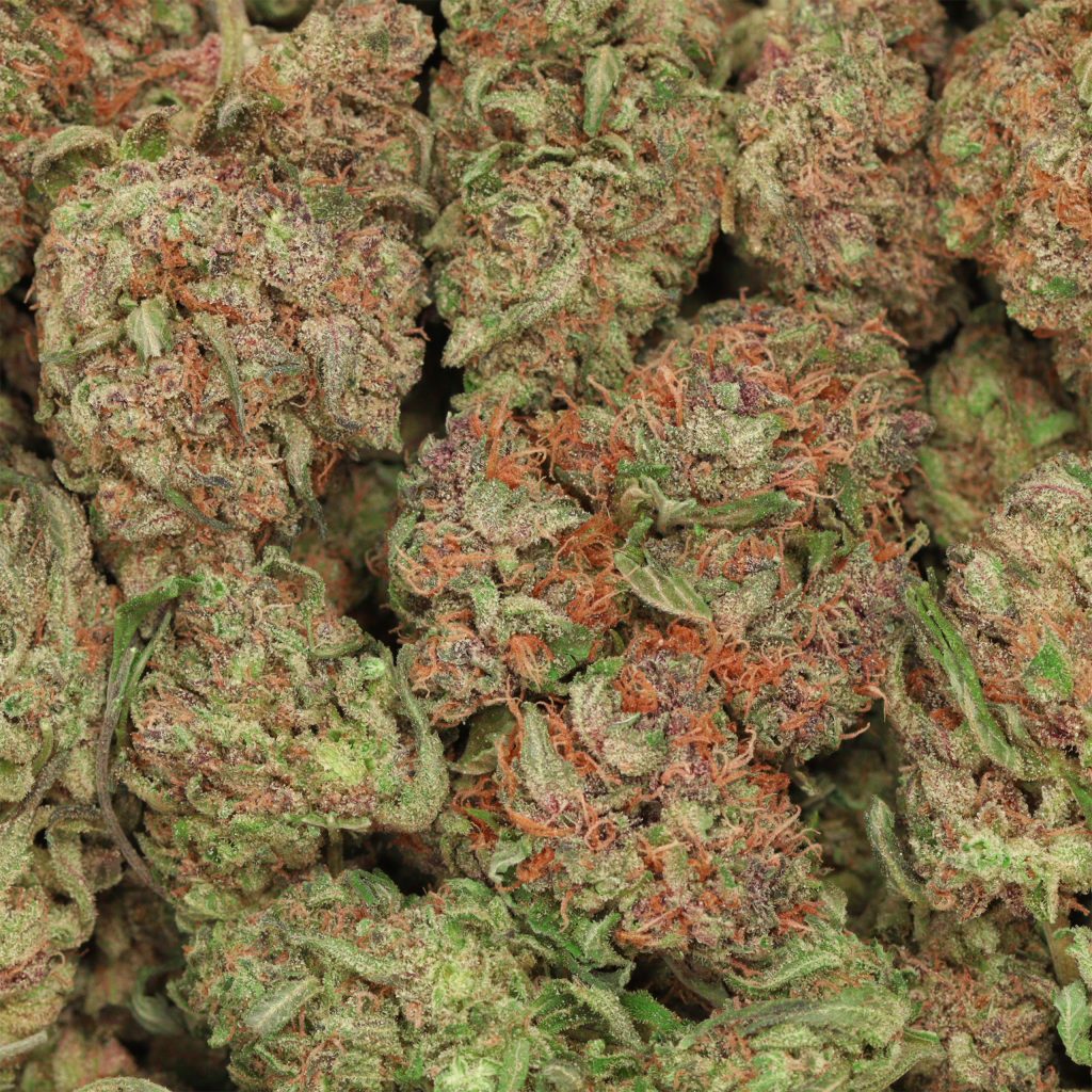 Purple Trainwreck Strain Bulk Buddy Online Dispensary Canada