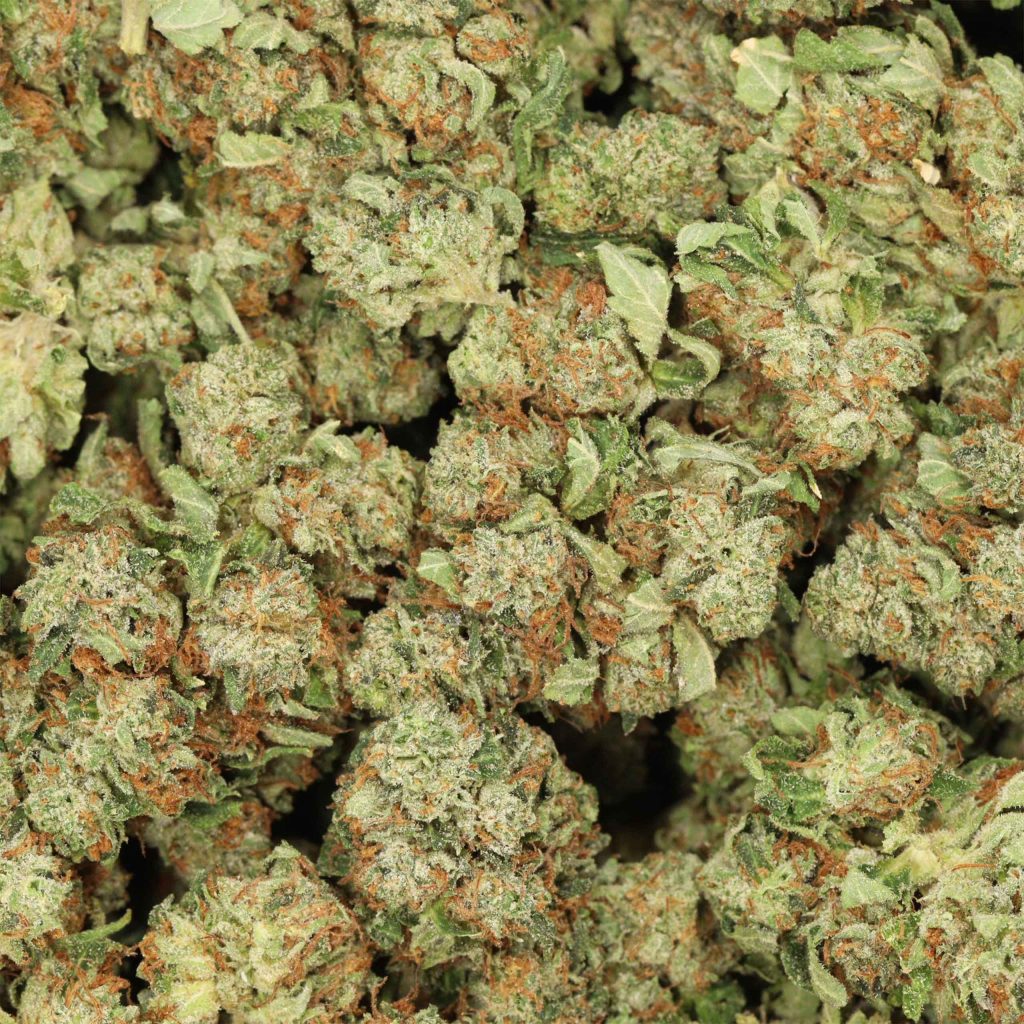 Dior Death Bubba Strain Online Dispensary Canada Bulk Buddy