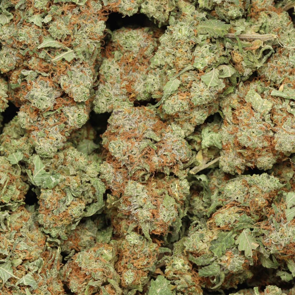 Buy Blueberry Pie Strain | Bulk Buddy | Online Dispensary