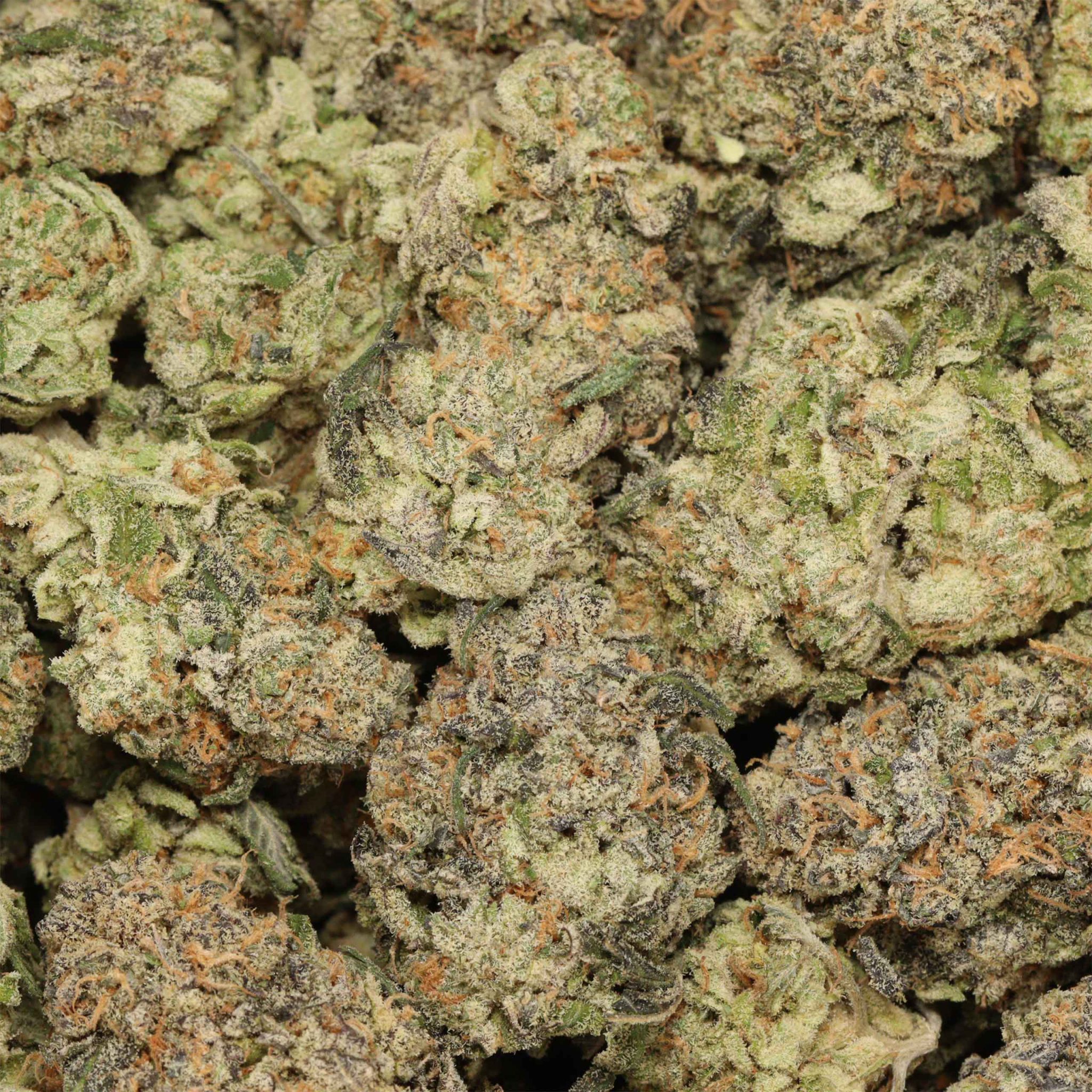 Grape Gasoline Strain | Bulk Buddy Online Dispensary Canada