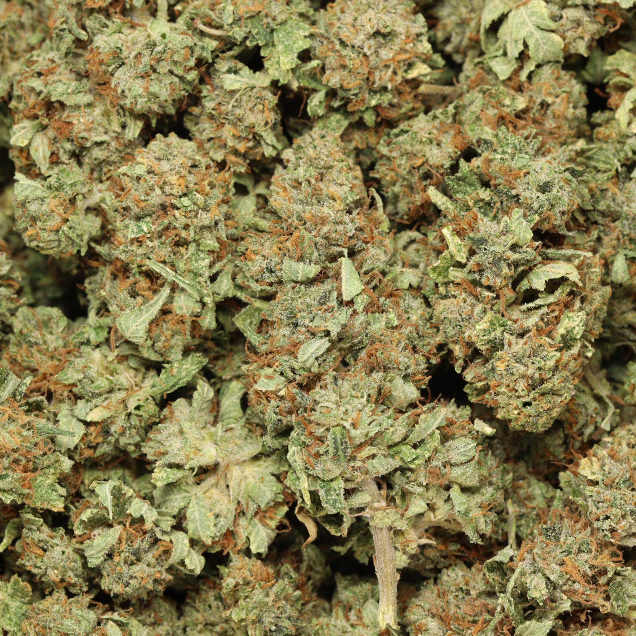 Pink Gas Strain | Bulk Buddy Weed | Online Dispensary Canada