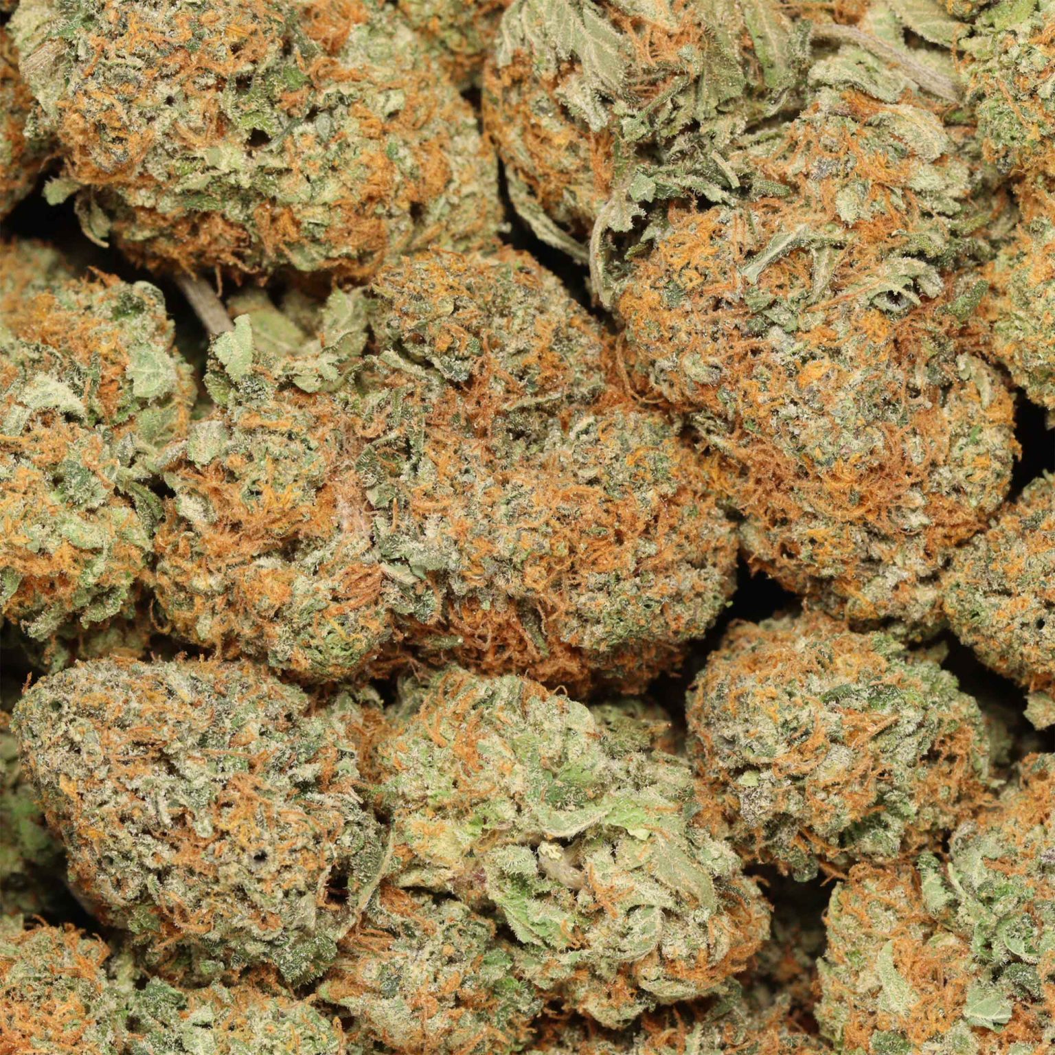 White Truffle Strain | Online Dispensary Canada | Bulk Buddy