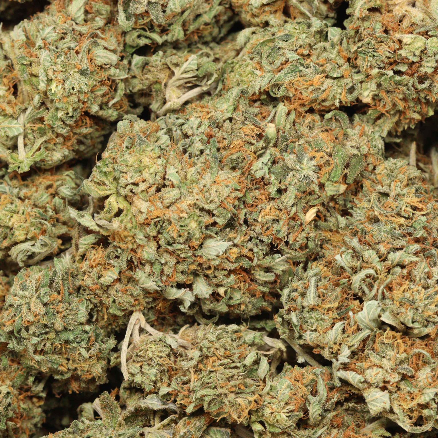Bubba Cali Kush Strain Bulk Buddy | Online Dispensary Canada