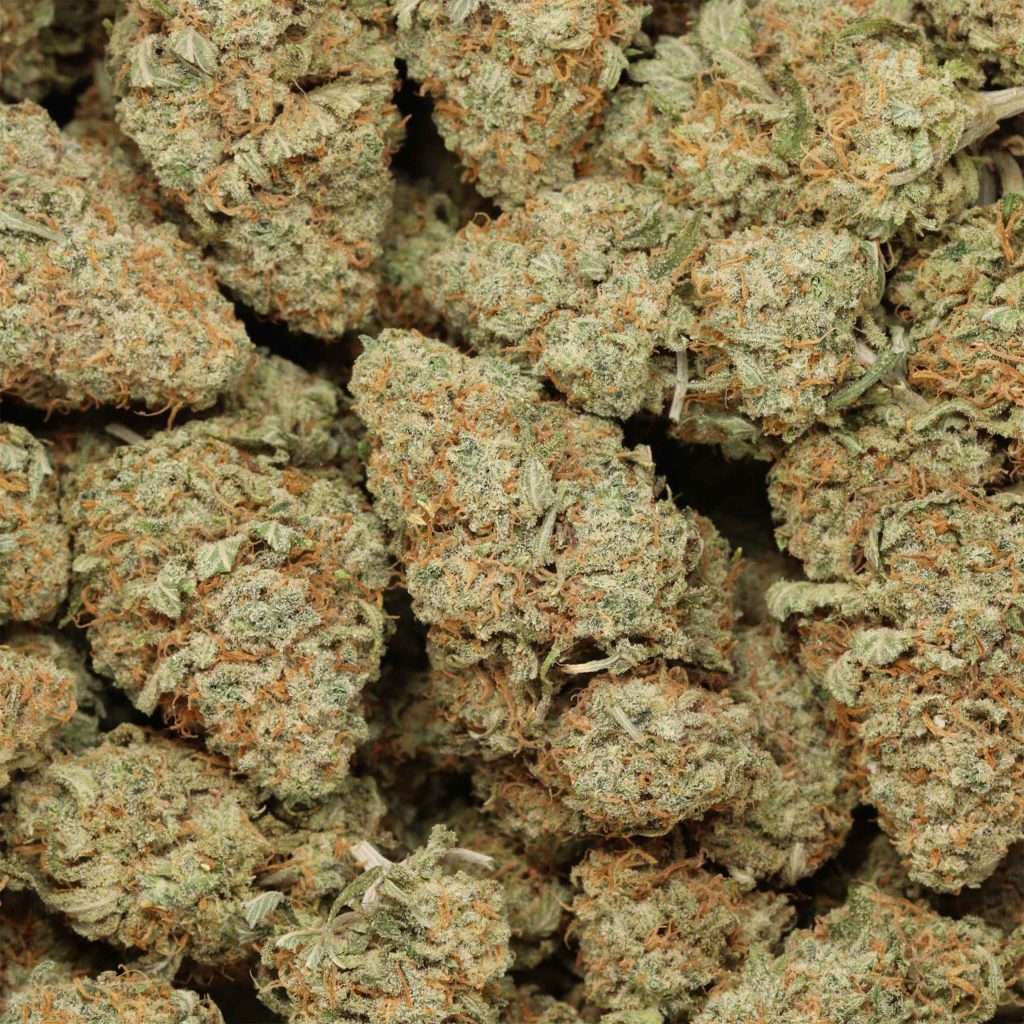 Laughing Buddha Strain | Buy Weed At Bulk Buddy Dispensary