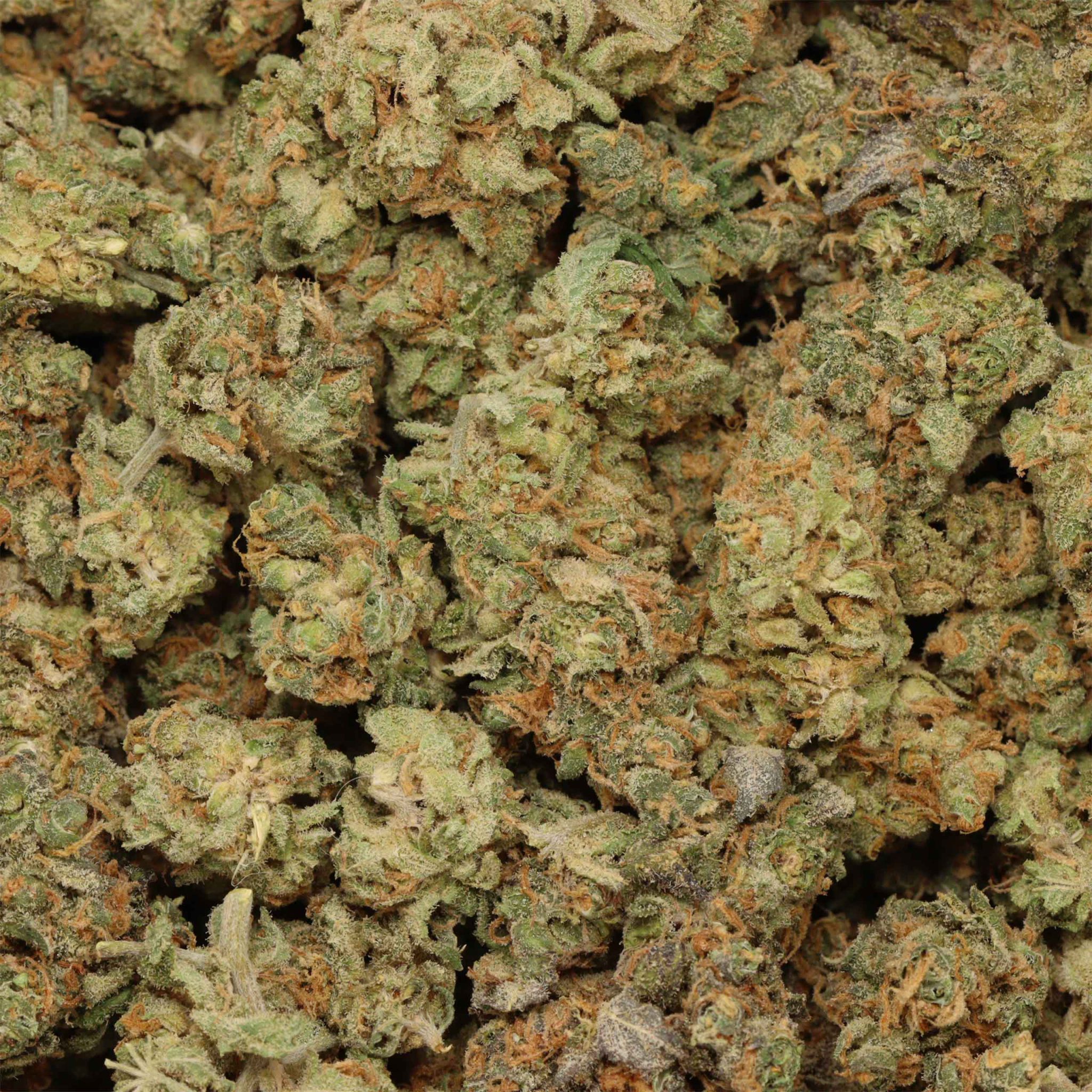 Mimosa Strain | Bulk Buddy Weed | Online Dispensary Canada