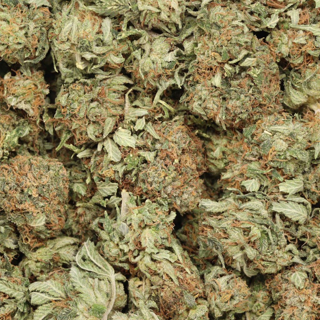 Pink OG Strain | Bulk Buddy Dispensary Canada | Wholesale Weed