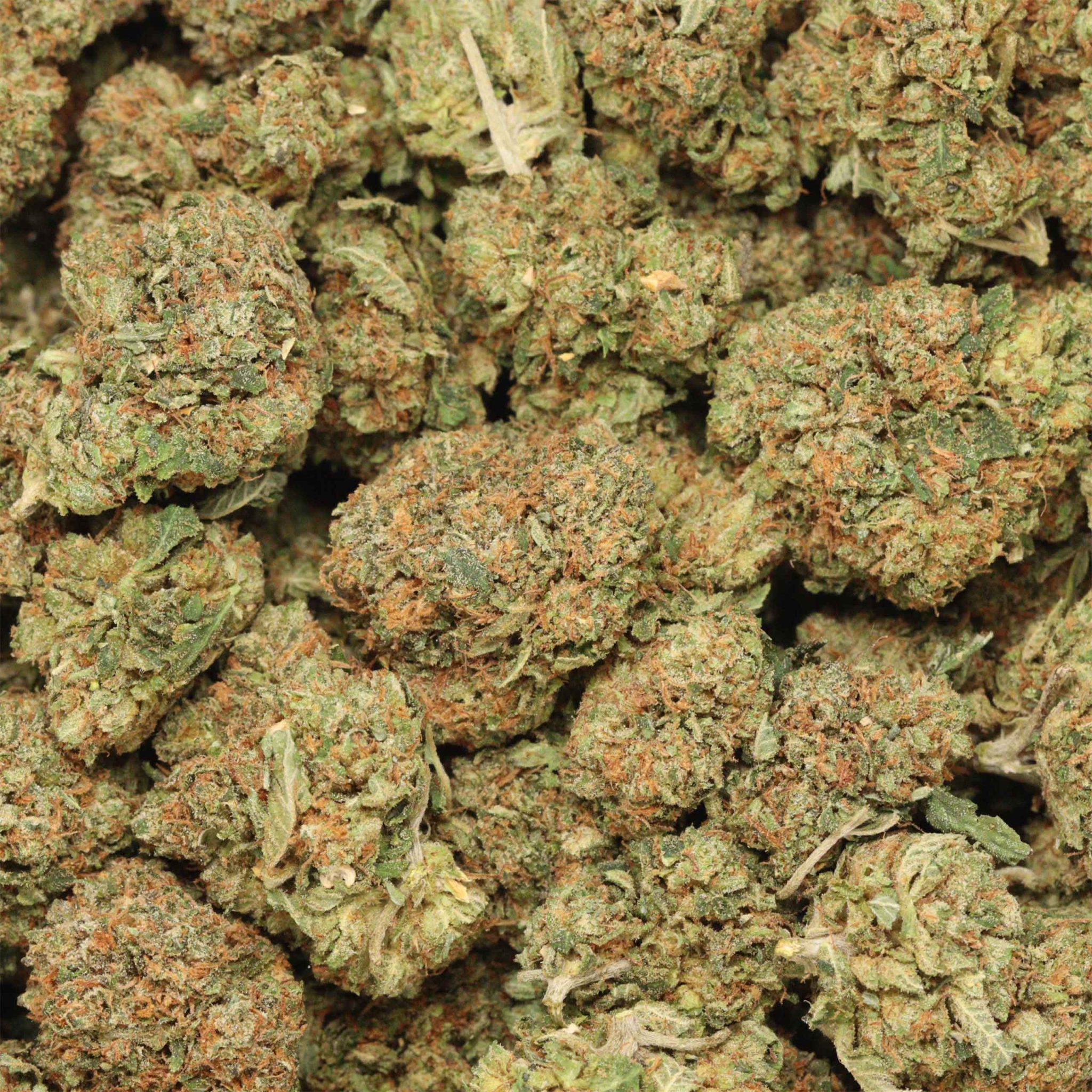 Tom Ford Pink Kush Strain | Bulk Buddy Online Dispensary