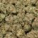 Casey Jones Strain | Buy Weed Online At Bulk Buddy Dispensary