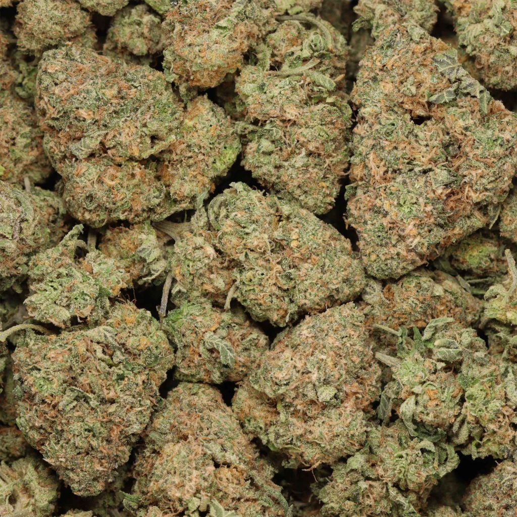 Critical Mass Strain Bulk Buddy Weed | Online Dispensary Canada