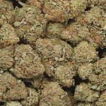 Alien Bubba Strain | Bulk Buddy Weed | Online Dispensary Canada