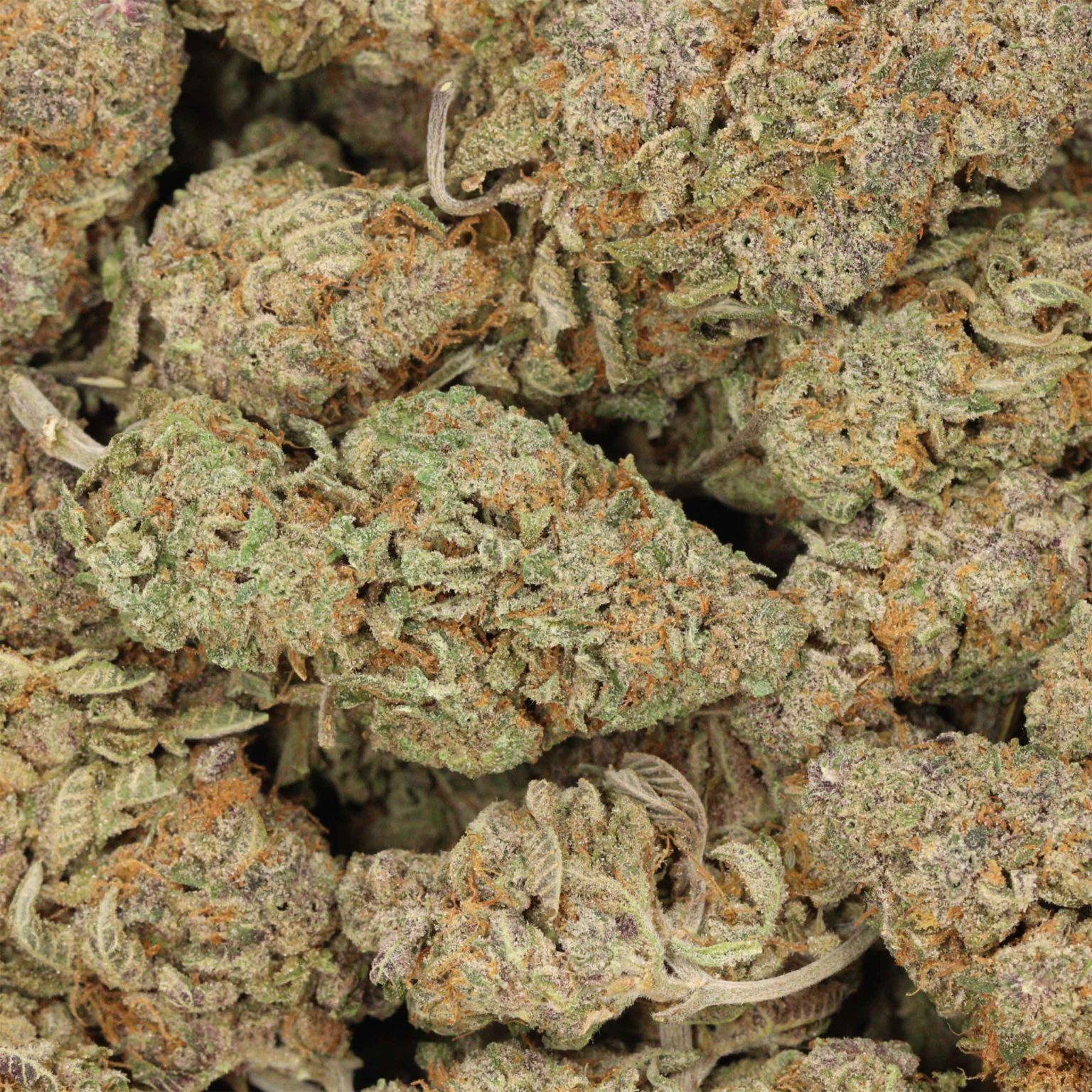 Triple Chocolate Chip Strain Online Dispensary Canada Bulk Buddy