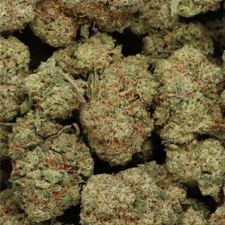 Blueberry Jack Strain | Bulk Buddy Online Dispensary Canada