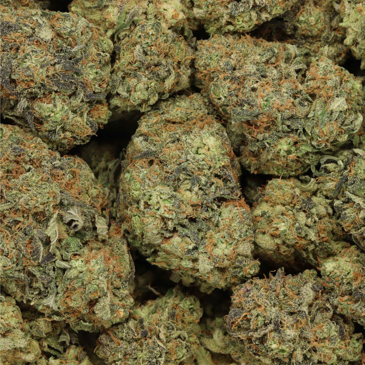Galactic Punch Strain | Online Dispensary Canada | Bulk Buddy