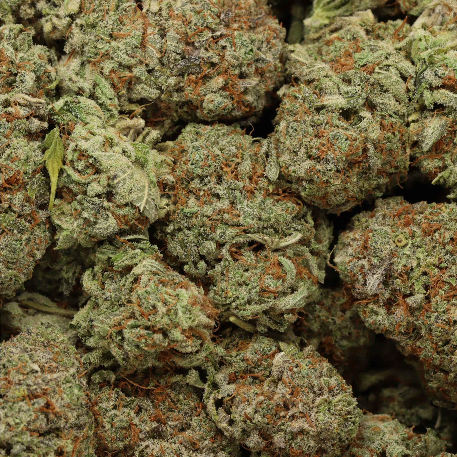 Casey Jones Strain | Buy Weed Online At Bulk Buddy Dispensary