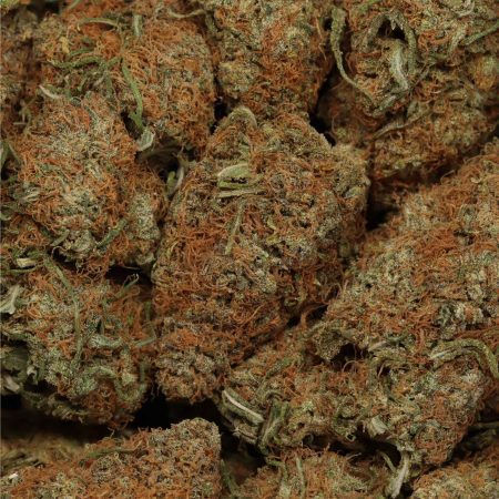 Chocolope Strain | Bulk Buddy Weed | Online Dispensary Canada