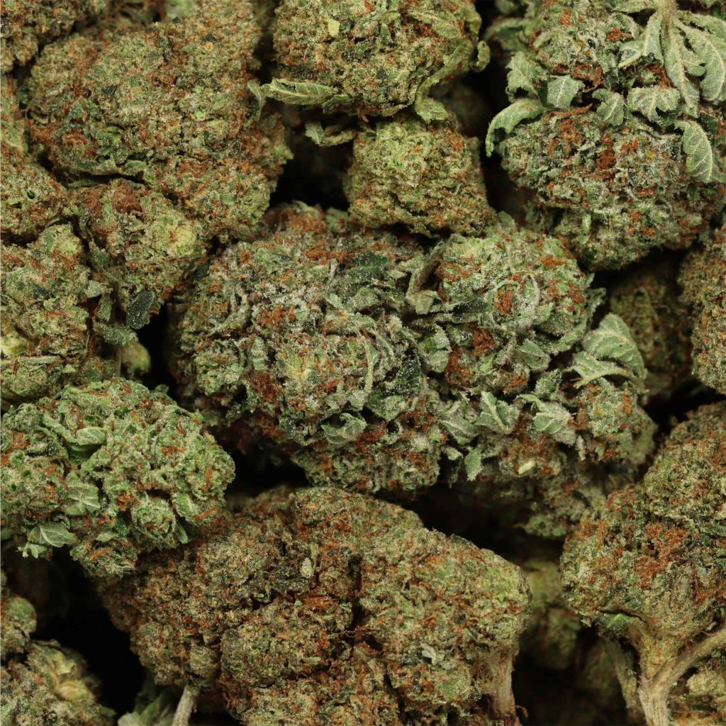 Critical Kush Strain | Bulk Buddy | Online Dispensary Canada