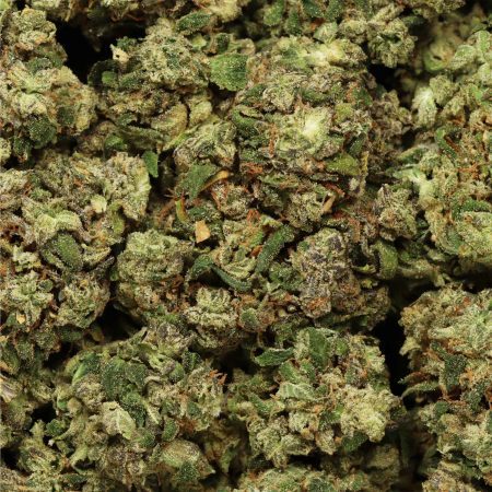 Dank Sinatra Strain | Bulk Buddy Weed Online Dispensary Canada