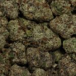 Donkey Butter Strain | Bulk Buddy Weed | Online Dispensary