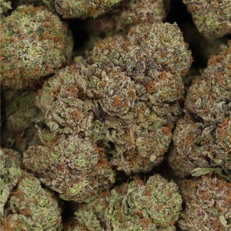 Grape Gasoline Strain | Bulk Buddy Online Dispensary Canada