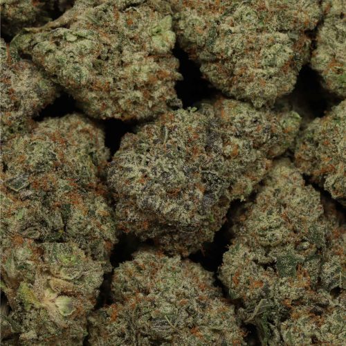 Grape Gasoline Strain | Bulk Buddy Online Dispensary Canada