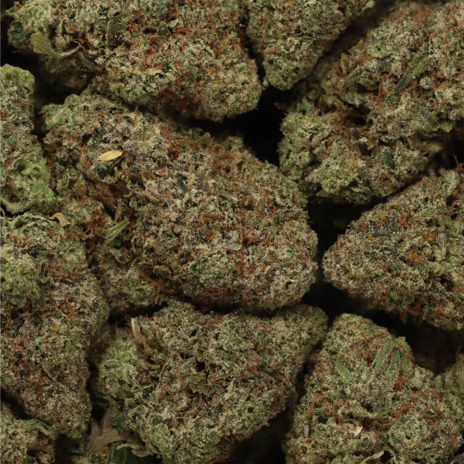 Khalifa Kush By Prise Points Strain | Bulk Buddy Weed Online Dispensary ...