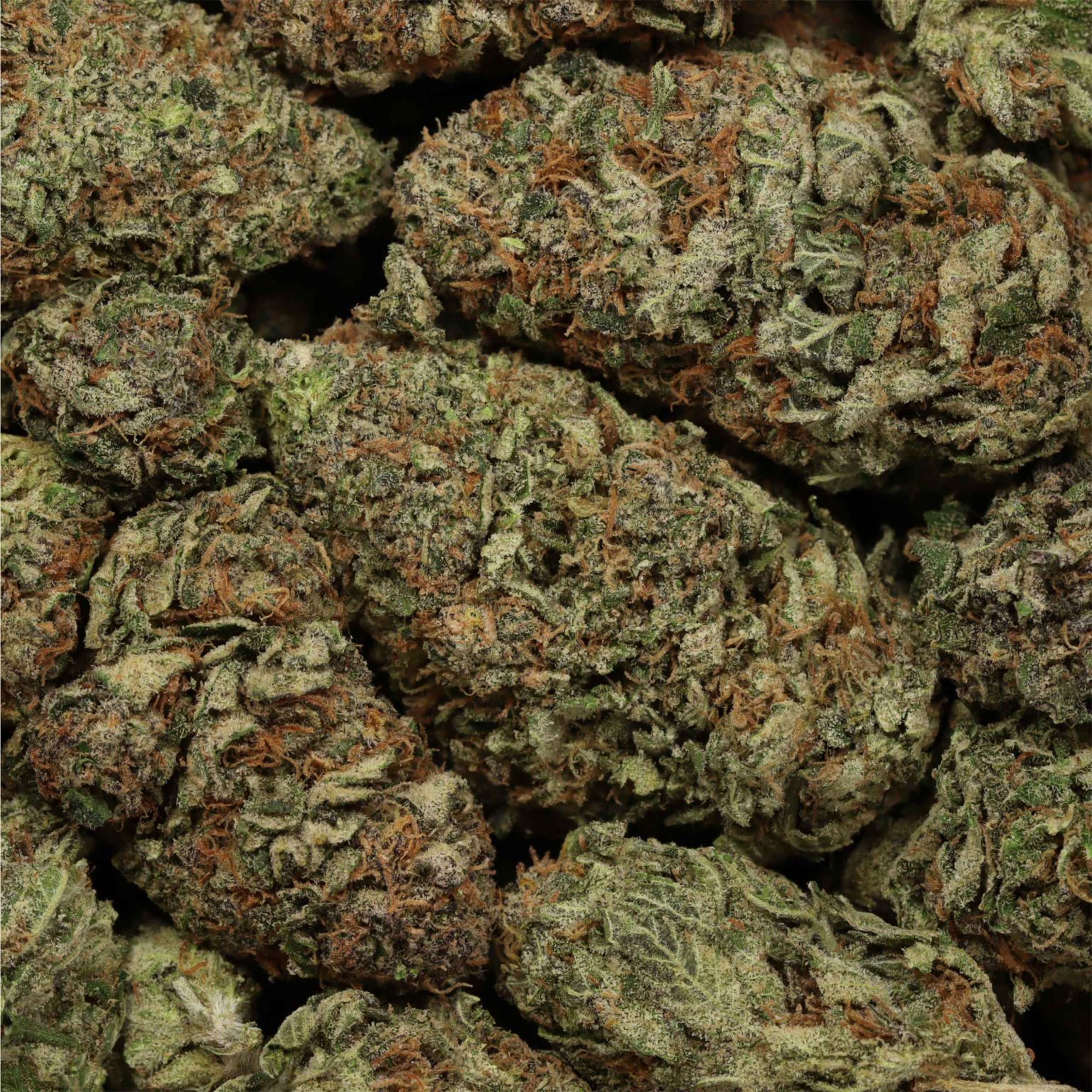 Lemon Tree Strain | Online Dispensary Canada | Bulk Buddy