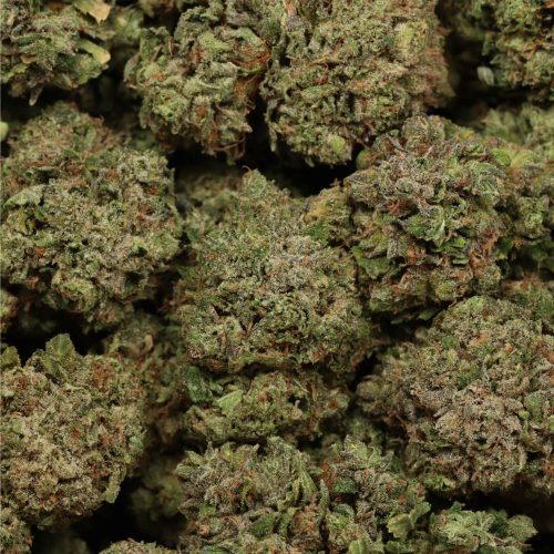 Pink Gas Strain | Bulk Buddy Weed | Online Dispensary Canada