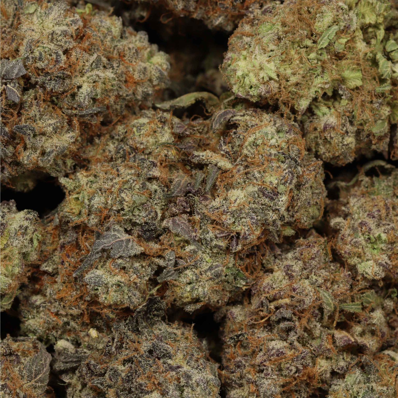 Wedding Crasher Strain Craft | Bulk Buddy Online Dispensary
