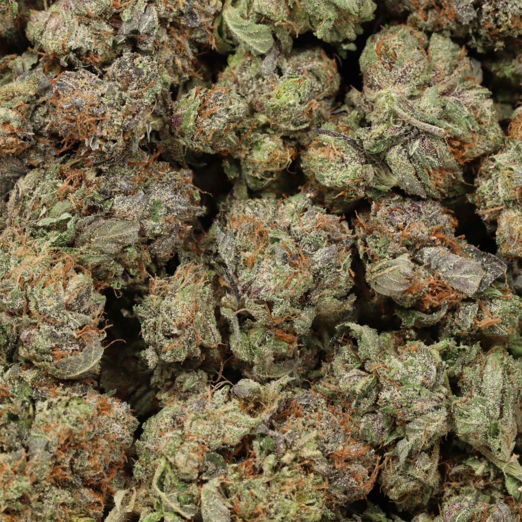 11 Week Pink Kush Strain Online Dispensary Canada Bulk Buddy