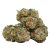 Black Kush Strain | Online Dispensary Canada At Bulk Buddy