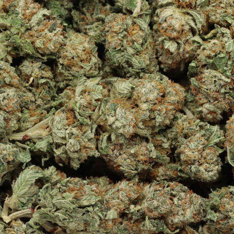 Black Kush Strain | Online Dispensary Canada At Bulk Buddy