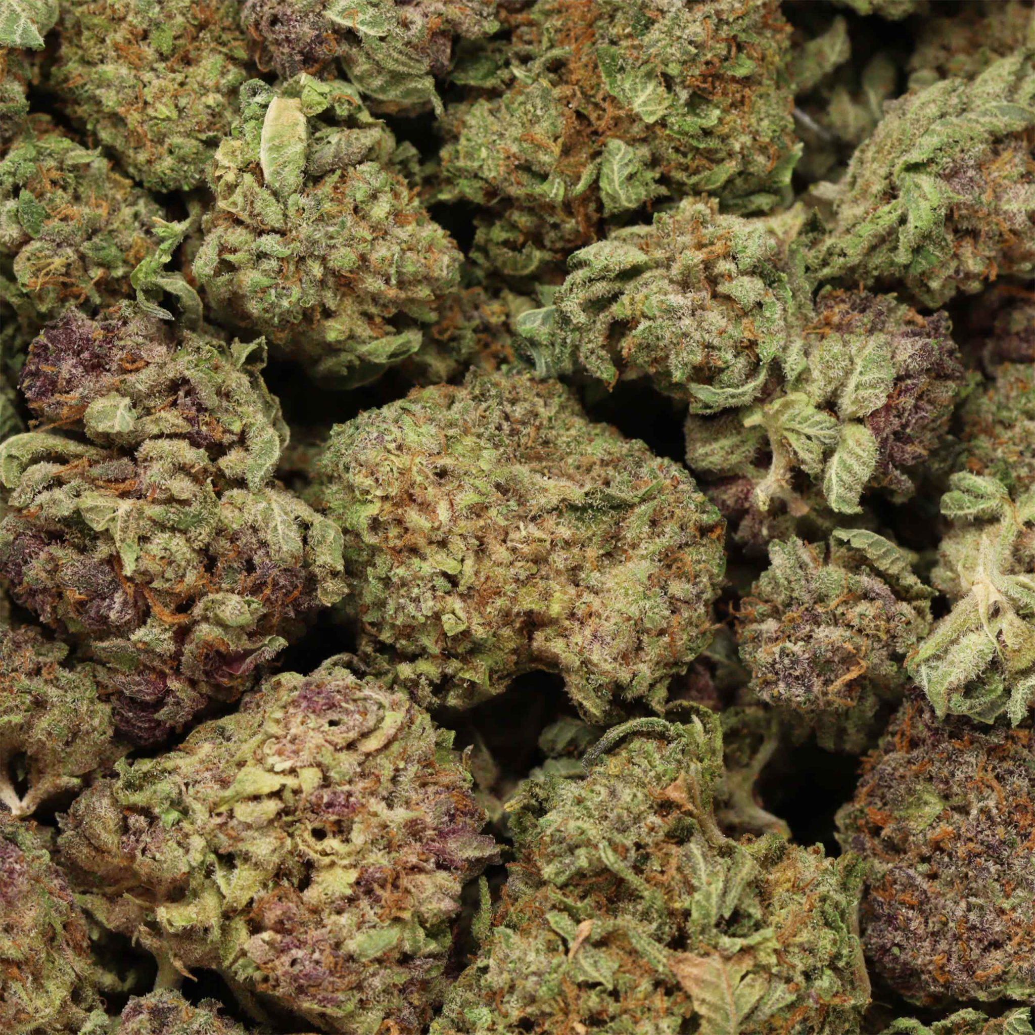 Candyland Strain | Online Dispensary Canada | Bulk Buddy | Wholesale Weed