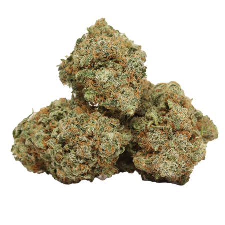Chocolate Kush Strain | Online Dispensary Canada | Bulk Buddy Weed