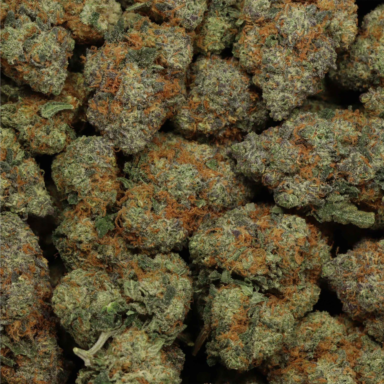Critical Mass Strain Bulk Buddy Weed | Online Dispensary Canada
