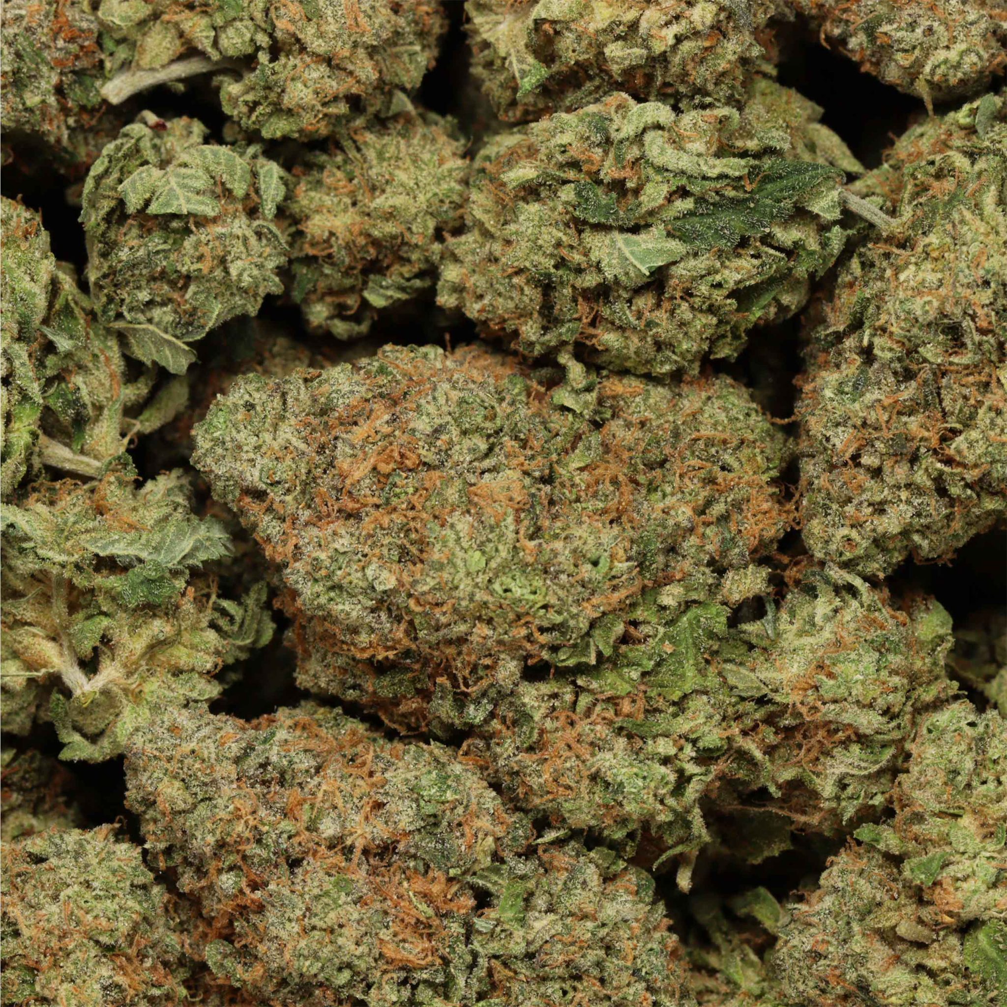 Master Kush Strain | Buy Weed At Bulk Buddy Dispensary Canada