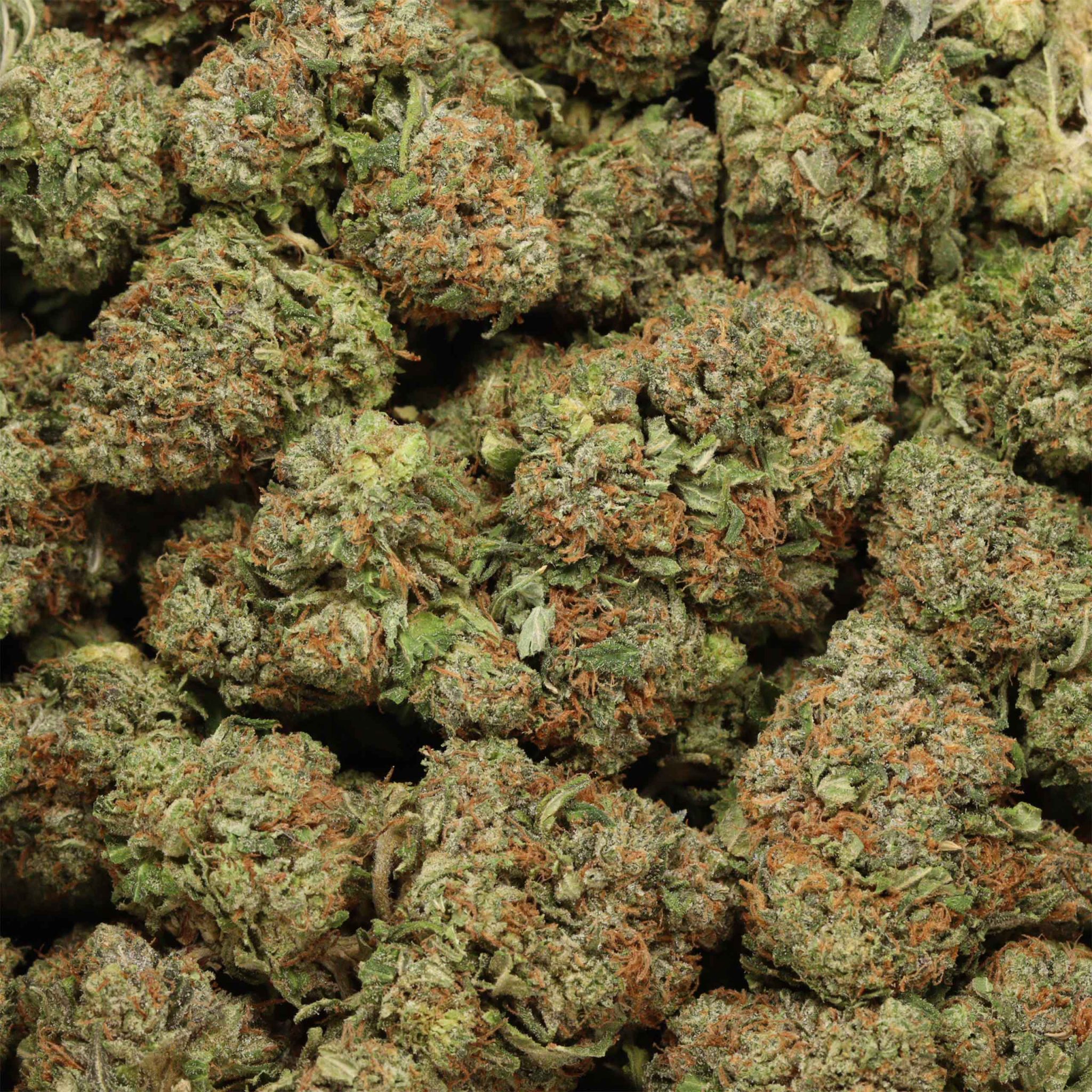 Tom Ford Pink Kush Strain | Bulk Buddy Online Dispensary