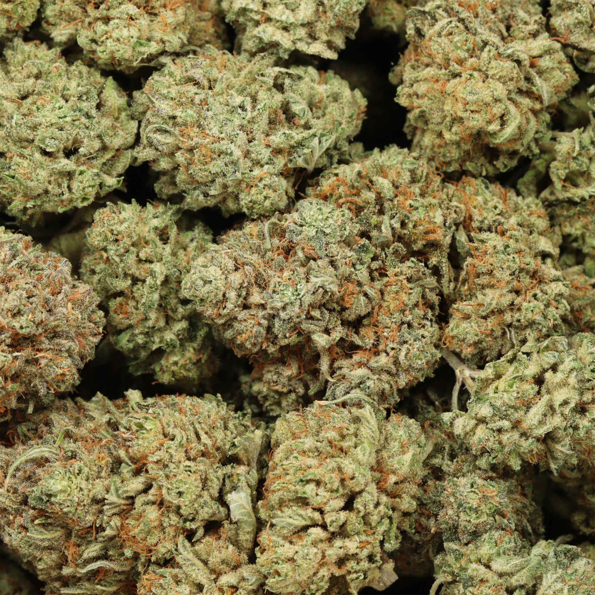 Bubba Kush Strain | Bulk Buddy | Online Dispensary Canada