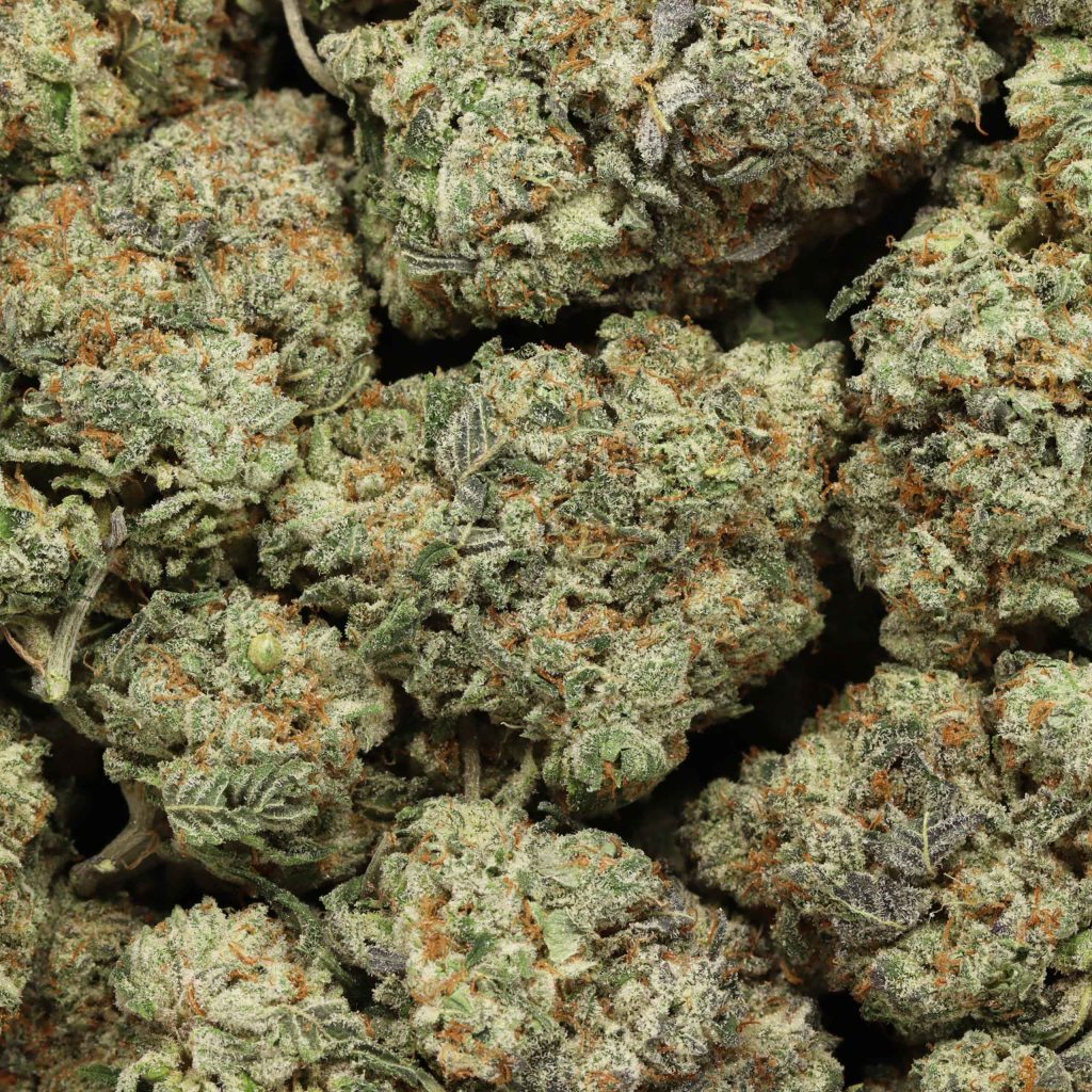Grape Gasoline Strain | Bulk Buddy Online Dispensary Canada