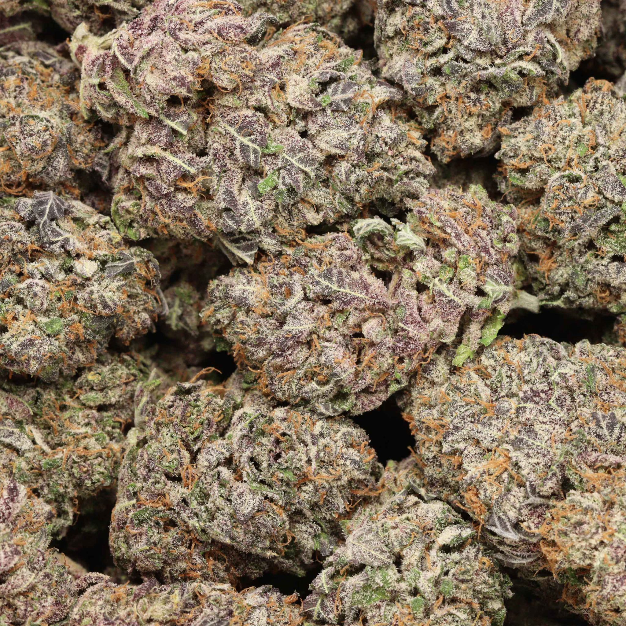 Purple Queen Strain Craft Bulk Buddy Online Dispensary Canada