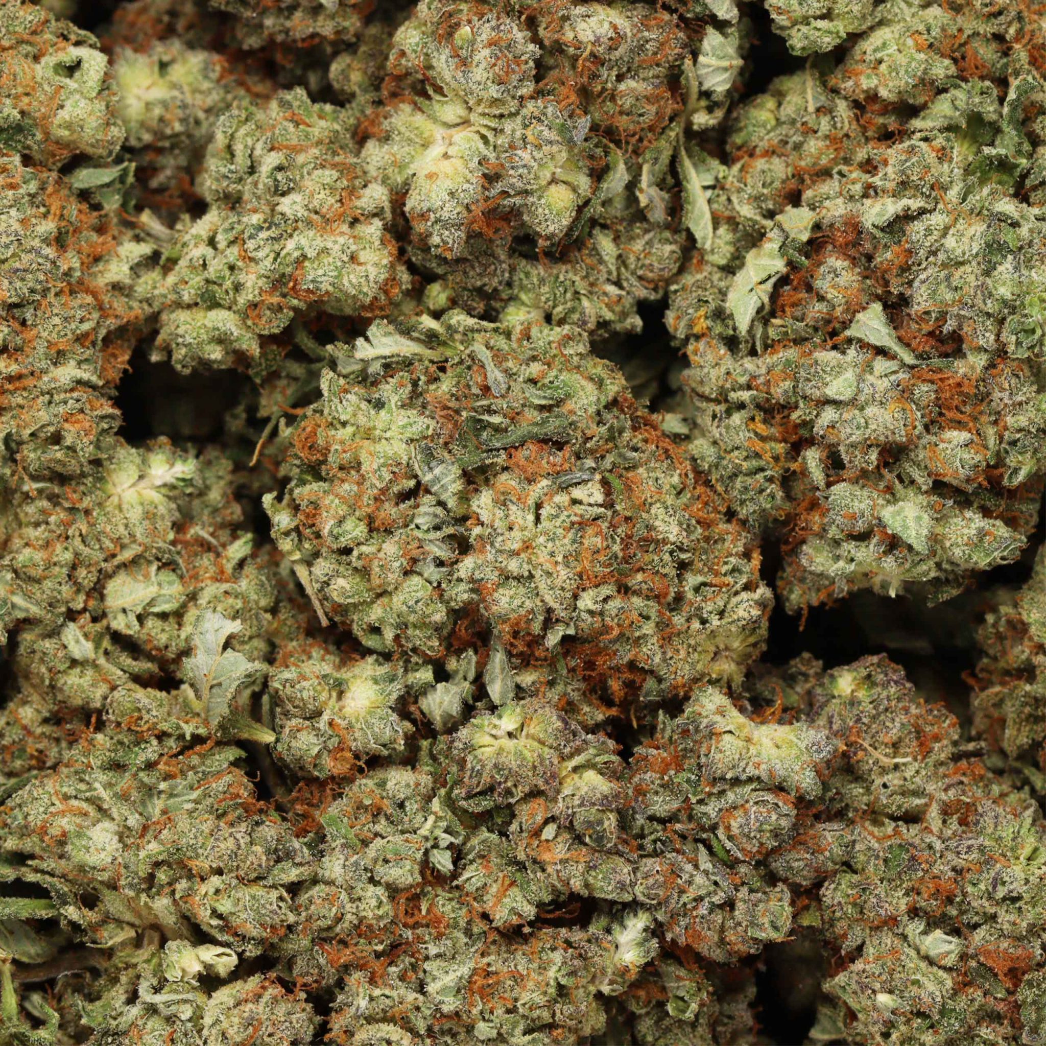Yoda OG Strain | Online Dispensary Canada | Bulk Buddy Weed